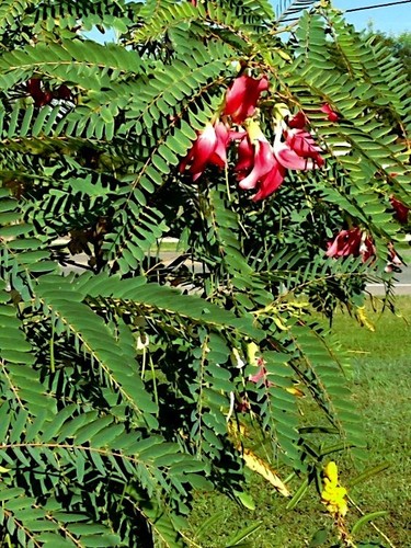 20 Hummingbird Tree Seeds (Sesbania grandiflora) "Agati" Flower Plant ...