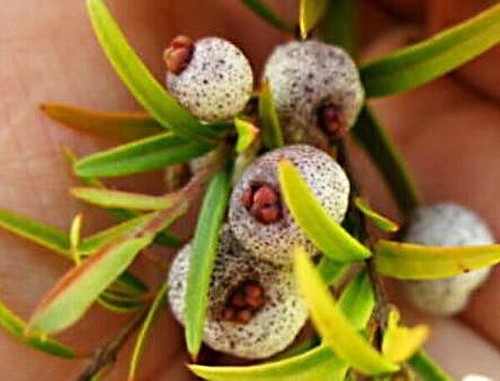 NATIVE BLUEBERRY PLANT,MIDYIM BERRY,BUSH TUCKER,EDIBLE GARDEN SHRUB ...