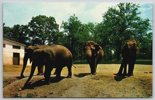 Vintage Postcard - Elephants at Municipal Zoo - Atlanta Georgia - GA | eBay