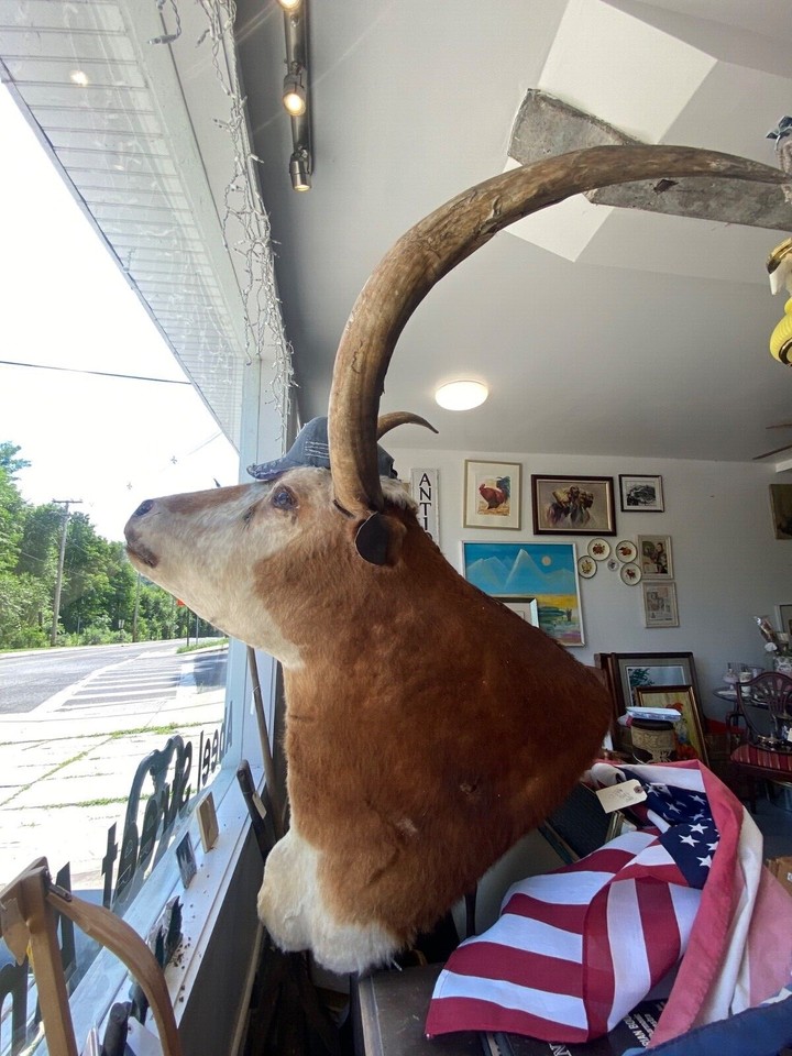 Huge TEXAS LONGHORN Bull, Shoulder Wall Mount Taxidermy cattle; GREAT ...