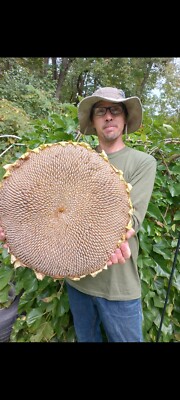 30 Titan Giant Sunflower seeds 20+ Inch Wide Heads!!! Easy and Fun | eBay