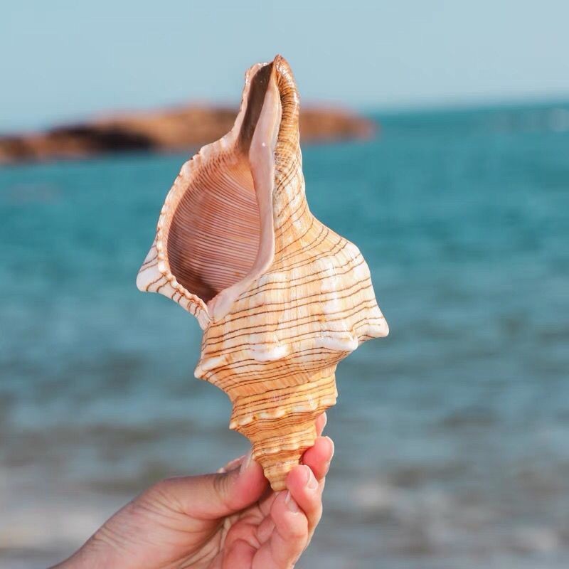 18cm Natural Red Spindle Conch Shell Large Sea Shell Aquarium Decor ...