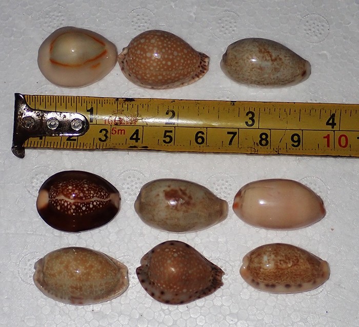 GREAT Collection 30 Asst Cypraea Seashell 30 differance type of Cowrie ...