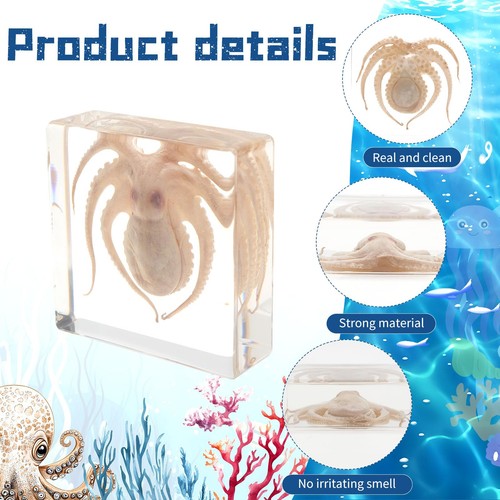 Taxidermy Octopus Insect in Resin, Real Octopus Specimens Animal ...