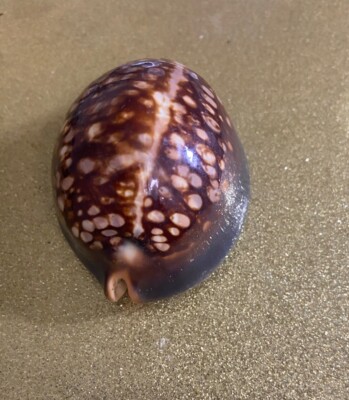 Rare Quality Humpback Cowrie Seashell | eBay