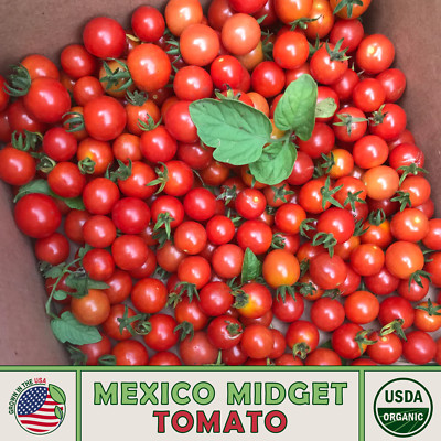 10 Rare Wild Mexico Midget Tomato Seeds, Organic, Open-Pollinated, Non ...