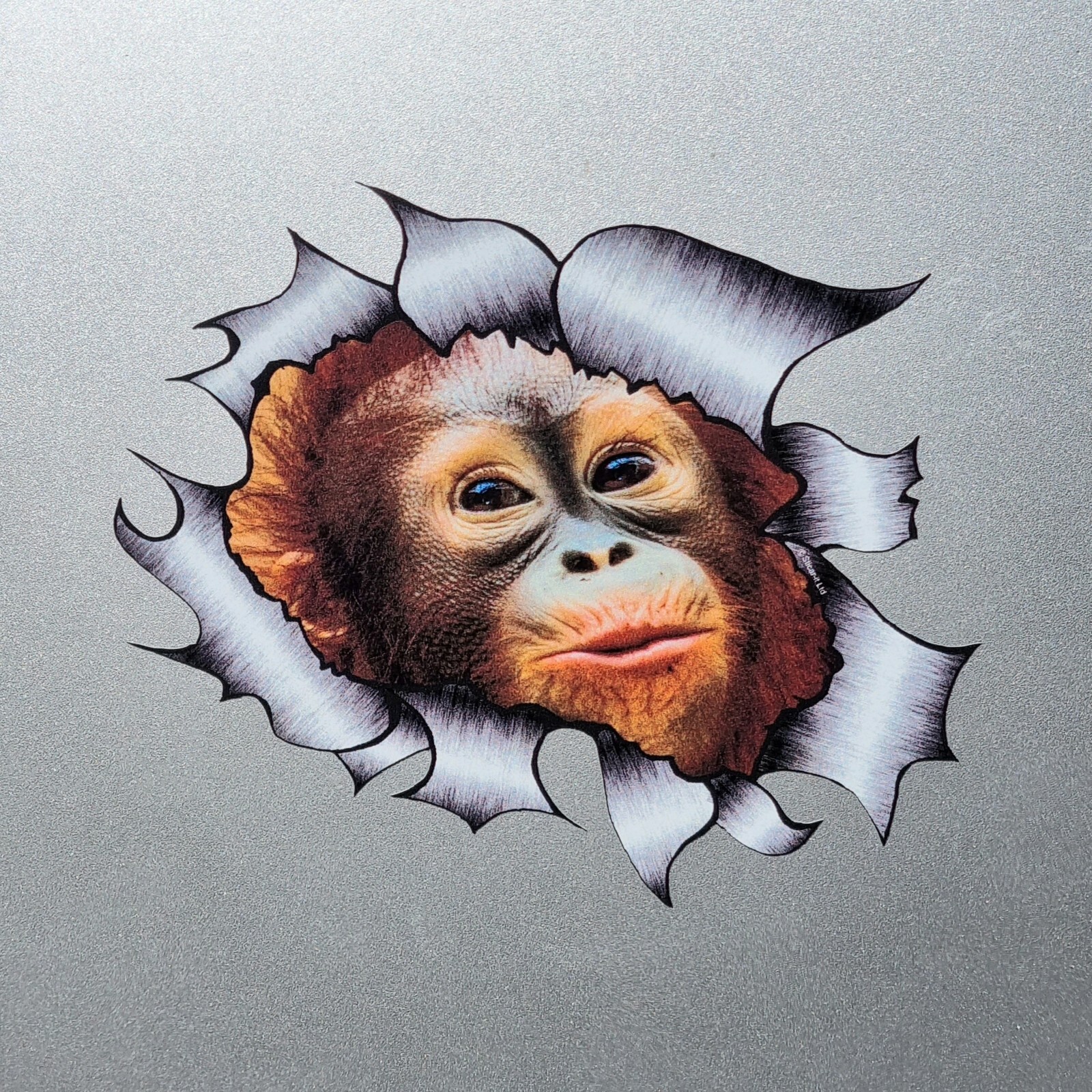 Cute Orangutan Monkey Animal Ripped Open Metal Vinyl Sticker Decal ...
