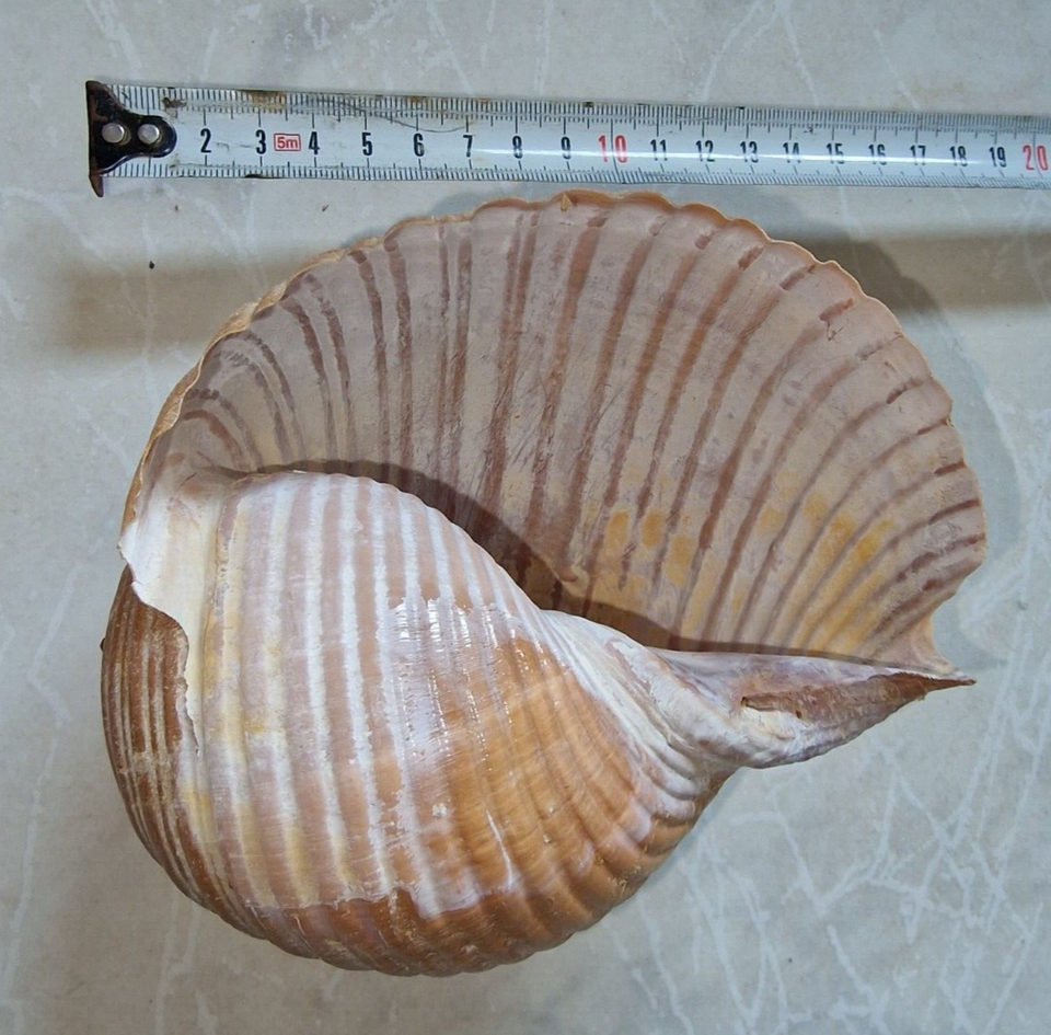 Tonnidae Family Tonna Galea sea shell also know as Tun Shell Biggest we ...