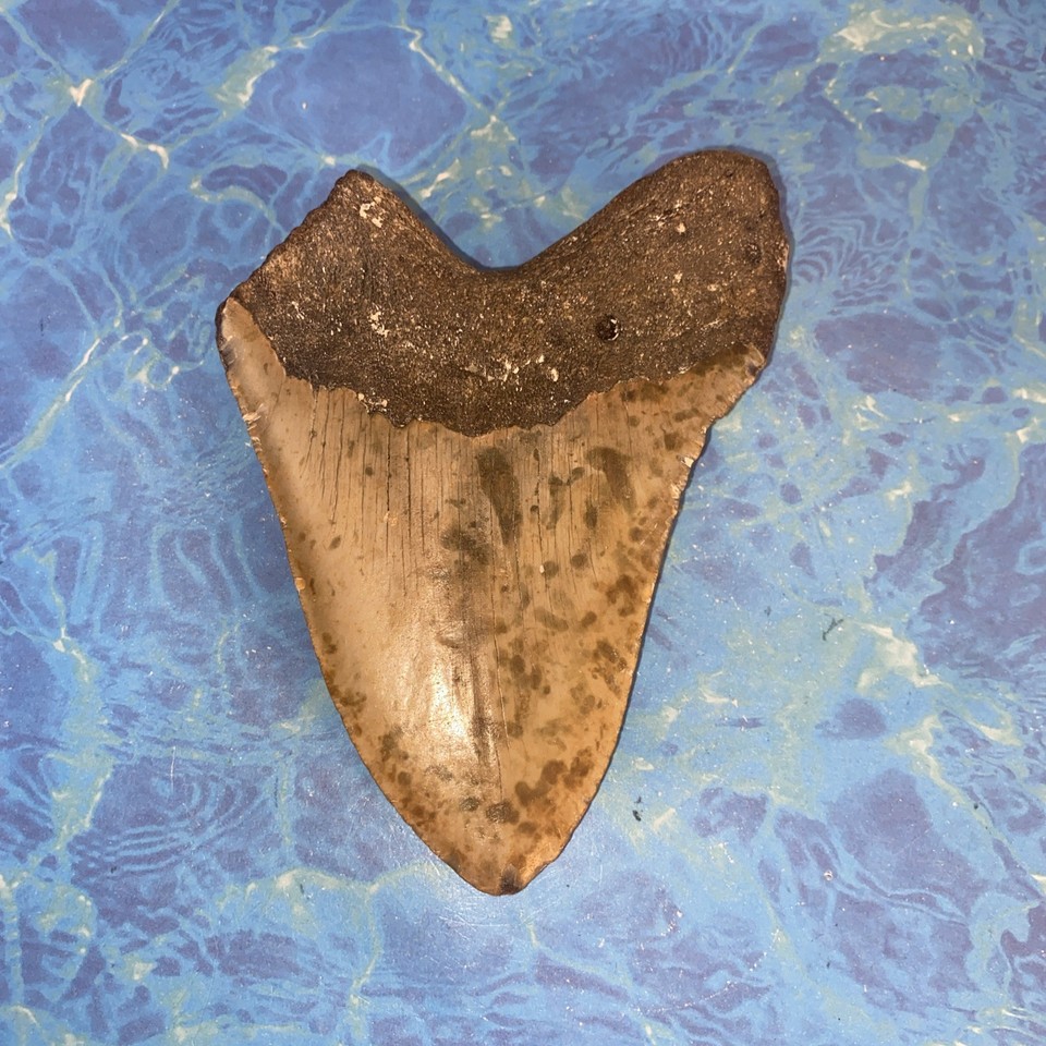 MEGALODON SHARK TOOTH 5.21” HUGE TEETH MEG SCUBA DIVER DIRECT FOSSIL NC ...