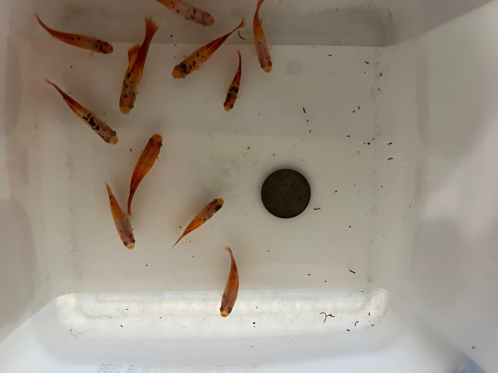 Pepper Red Platy (5 PK UNSEXED) | eBay