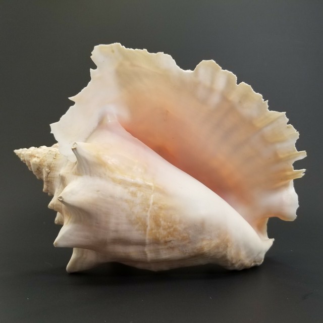 Large Soft Pink Conch Shell 9" x 7” Seashell Ruffled/Jagged Edge Very ...