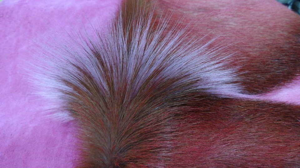 Dyed African Deer Skin Assorted dyed colors African springbok antelope ...