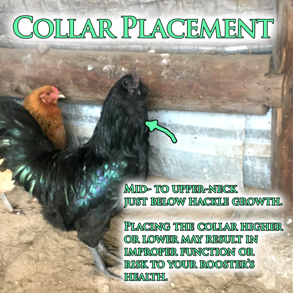 DRF's Crow Reduction Collar - regular or bantam sizes - rooster chicken ...