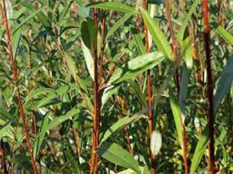 100 x willow cuttings. Salix Alba Fragilis (Flanders Red) (approx 30cm ...