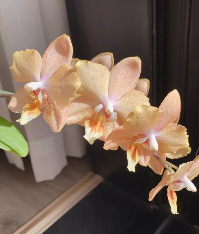 Phal I-Hsin Maple Valley, mottled leaves and fragrant flowers | eBay