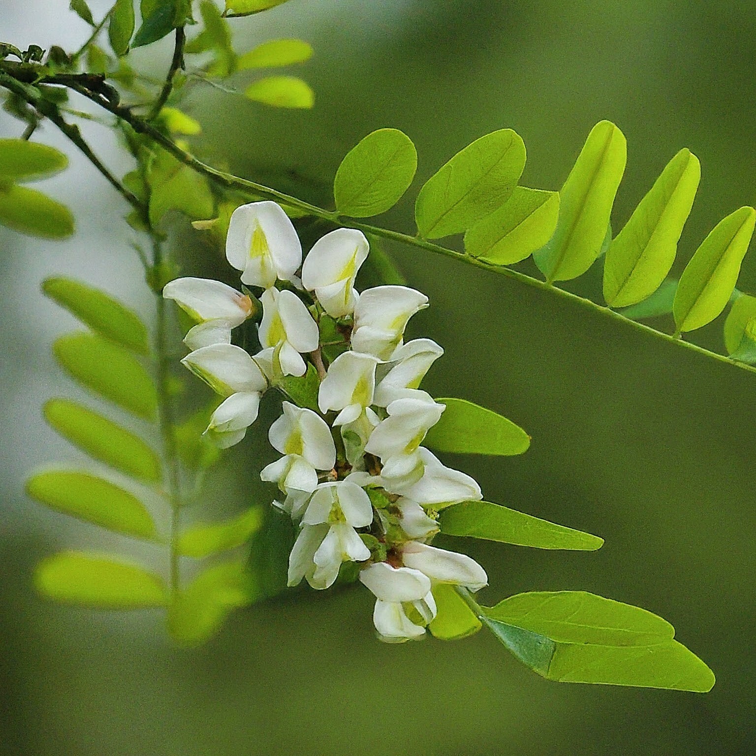 Black Locust Tree seedling, Homesteader's dream, firewood &posts LIVE ...