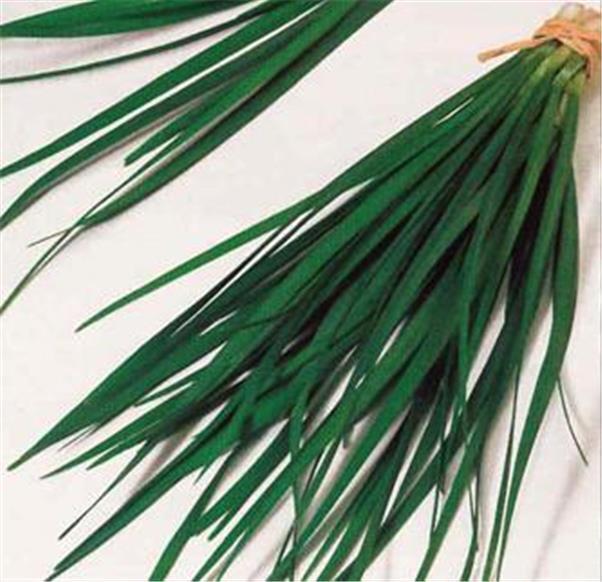 Chinese Gow Choy, Garlic Chives, 200 Seeds, Fast Grower, Keep Cutting ...
