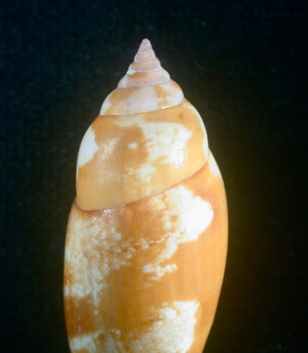 seashell Strombus fragilis 33-40mm Gem/F+++ | eBay