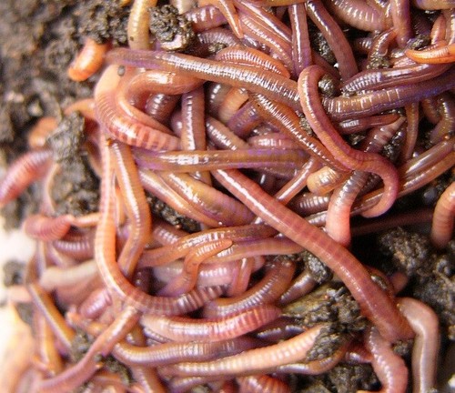 European Nightcrawlers Earthworms Live Trout Bait Blood Worms & Pet ...