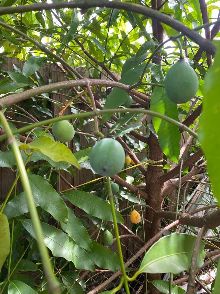 Achacha small fruit tree seedling Garcinia Humilis achachairú | eBay