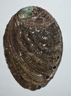 Natural Rainbow Abalone Shell Polished Seashell Fish Tank Aquarium Home ...