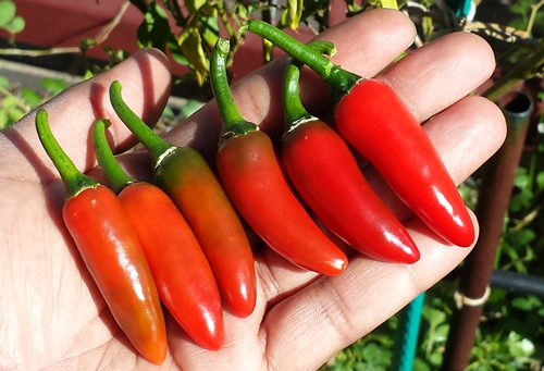 Jalapeño Jalafuego - A High-Yielding, Top Quality Jalapeño Chilli ...