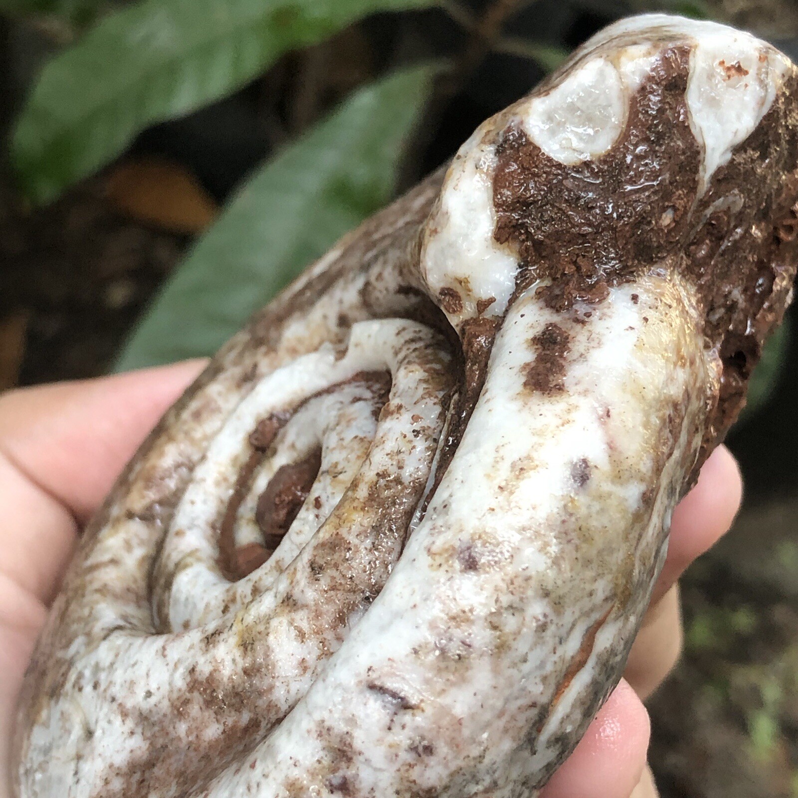 424GR EXTREME RARE WHOLE PERMIAN NAUTILOID FOSSIL CALCITE MOLLUSCA ...