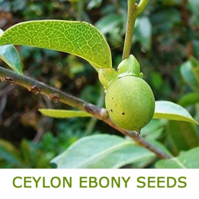 12 Seeds Very Rare Ceylon Ebony Tree Live Fresh Seeds Diospyros ebenum ...