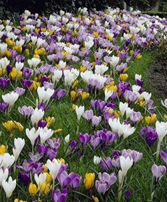 Mixed Crocus Bulbs Large Flowering Mix of Whites Purples Blues and ...