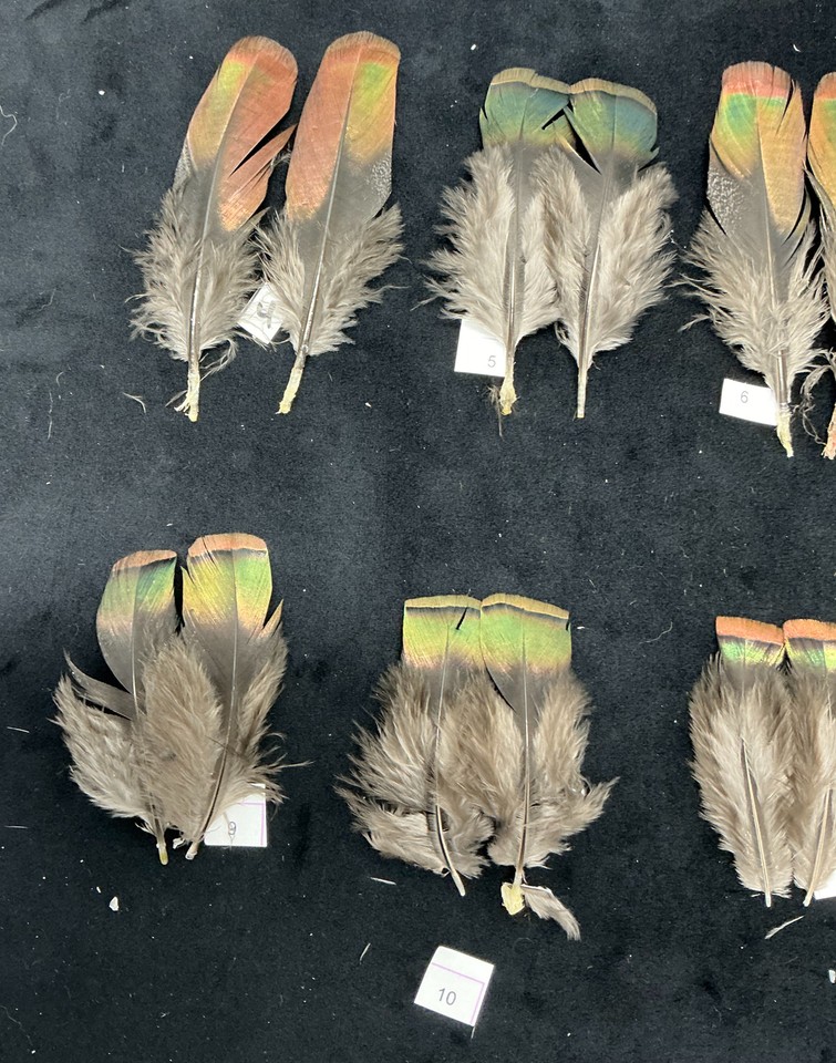 Ocellated Turkey lower back and rump feathers | eBay