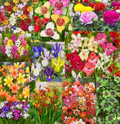 Mixed Gladiolus & Summer Flowering Bulbs Collection Colourful Garden ...