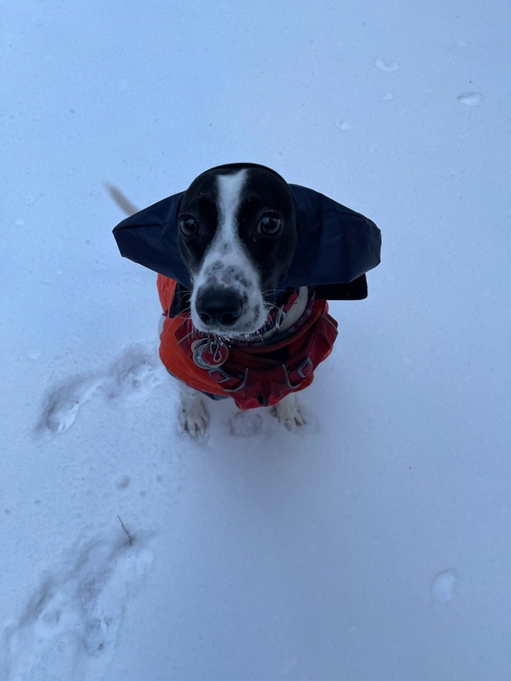 Dogs Ear Protectors/Protection Mutts Ear Mitts® Spaniel, Ear Cover/Hood ...