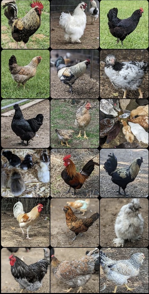 12 - Fresh and Fertilized Barnyard Mix Rainbow Assortment Chicken ...