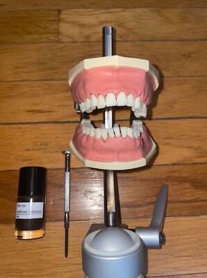 Typodont with mounting pole (Dental Hygiene/Dental) | eBay