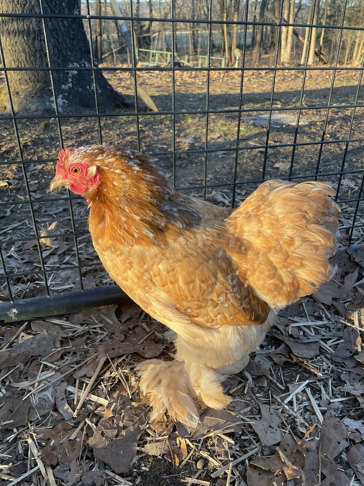 6 Bantam Birchen Blue Mottled Grey Splash Calico Cochin fertile ...