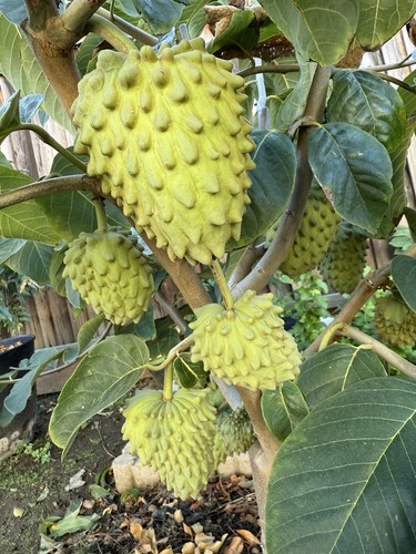 5 Rare El Bumpo Cherimoya Tree Cuttings, Annona Cherimoya, Fruit Tree ...