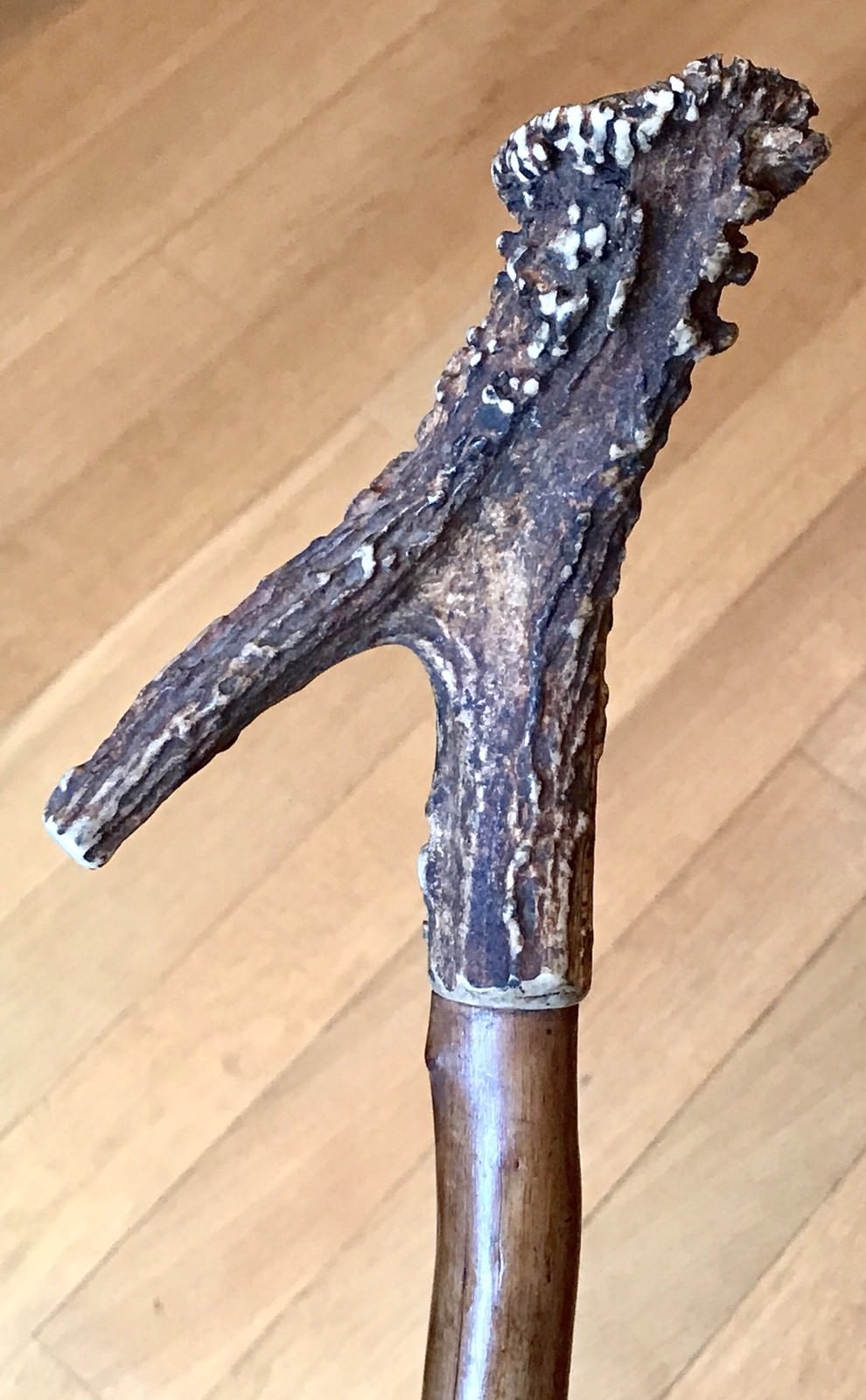 Vintage Antique 1800’ Knobby Shaft Walking Stick Cane Antler Stag Old ...