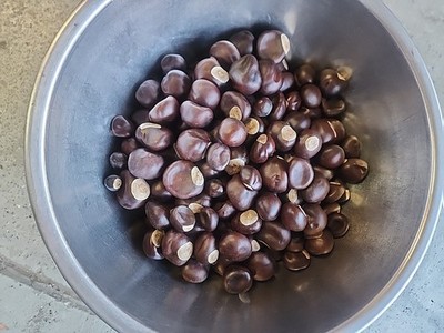 BUCKEYE NUTS All Sizes From Ohio 160 OHIO STATE BUCKEYES | eBay