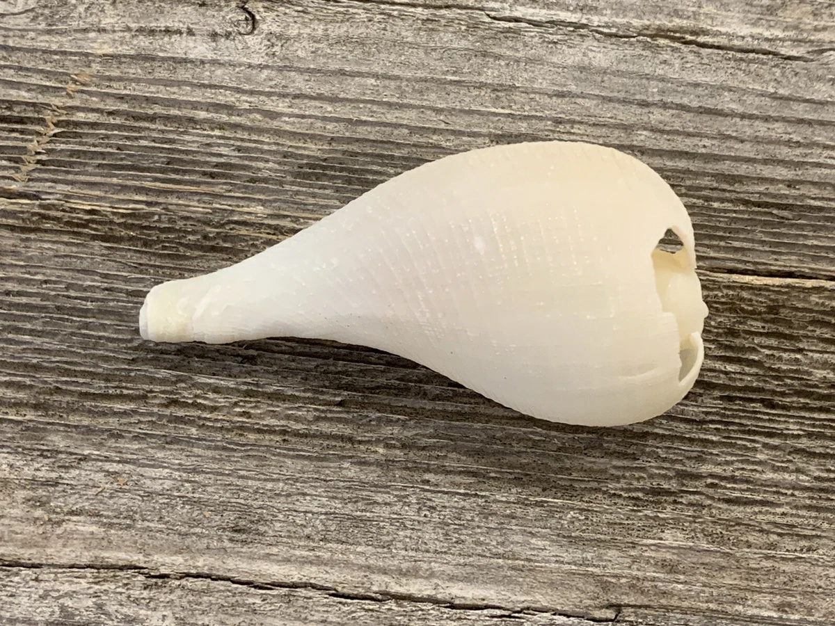 Paper Fig Shell