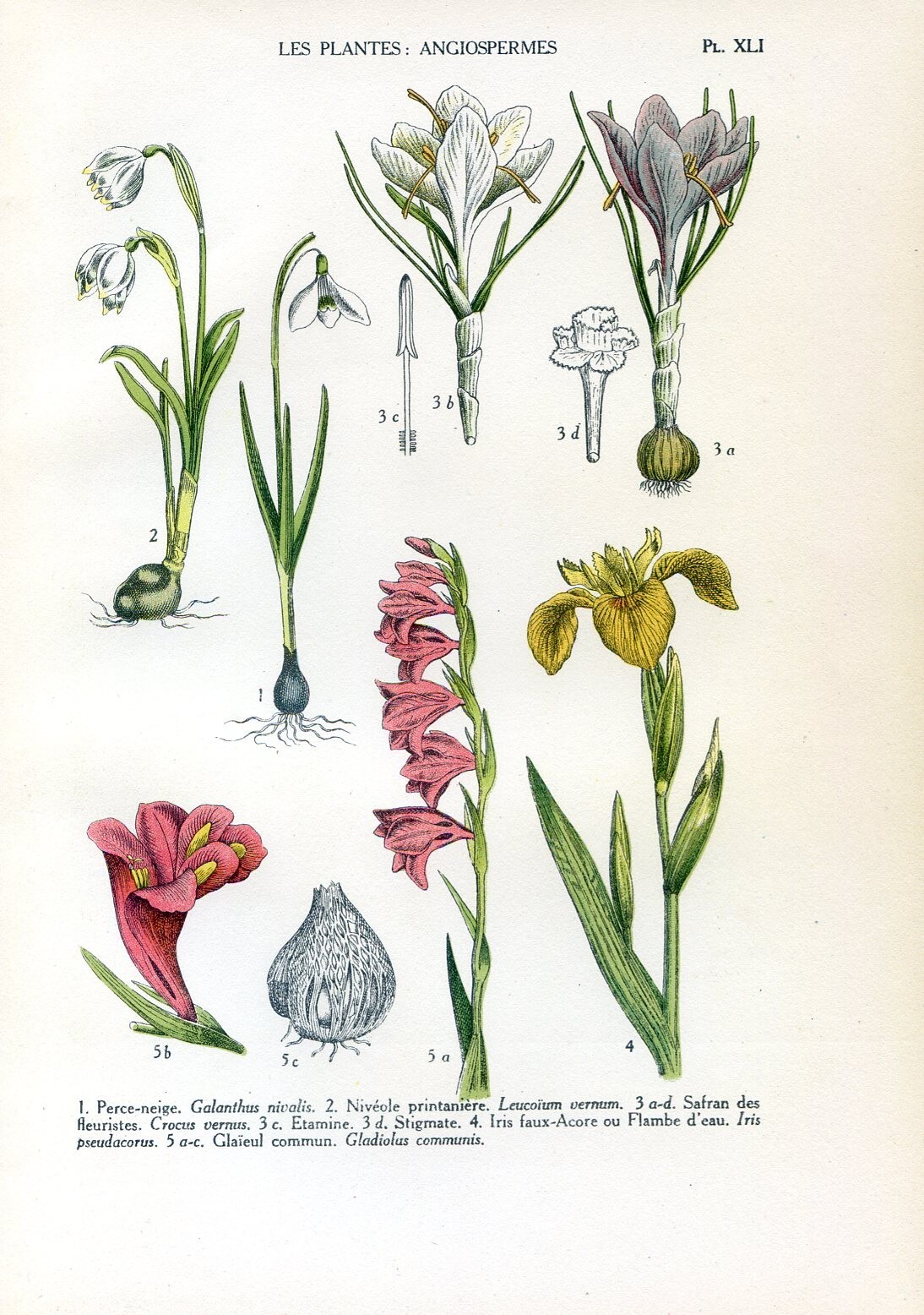 Angiosperms, Snowdrop, Iris, Crocus, Gladiolus...........Antique Print ...