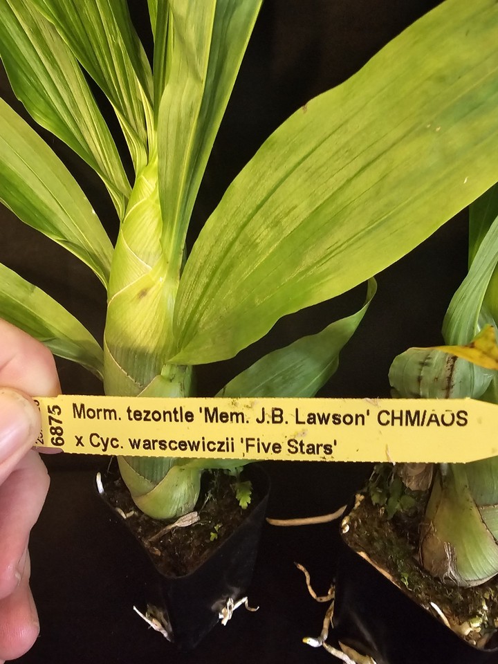 Cycd. Emerald Swans Near Blooming Size Catasetum Type Orchid Hybrid ...