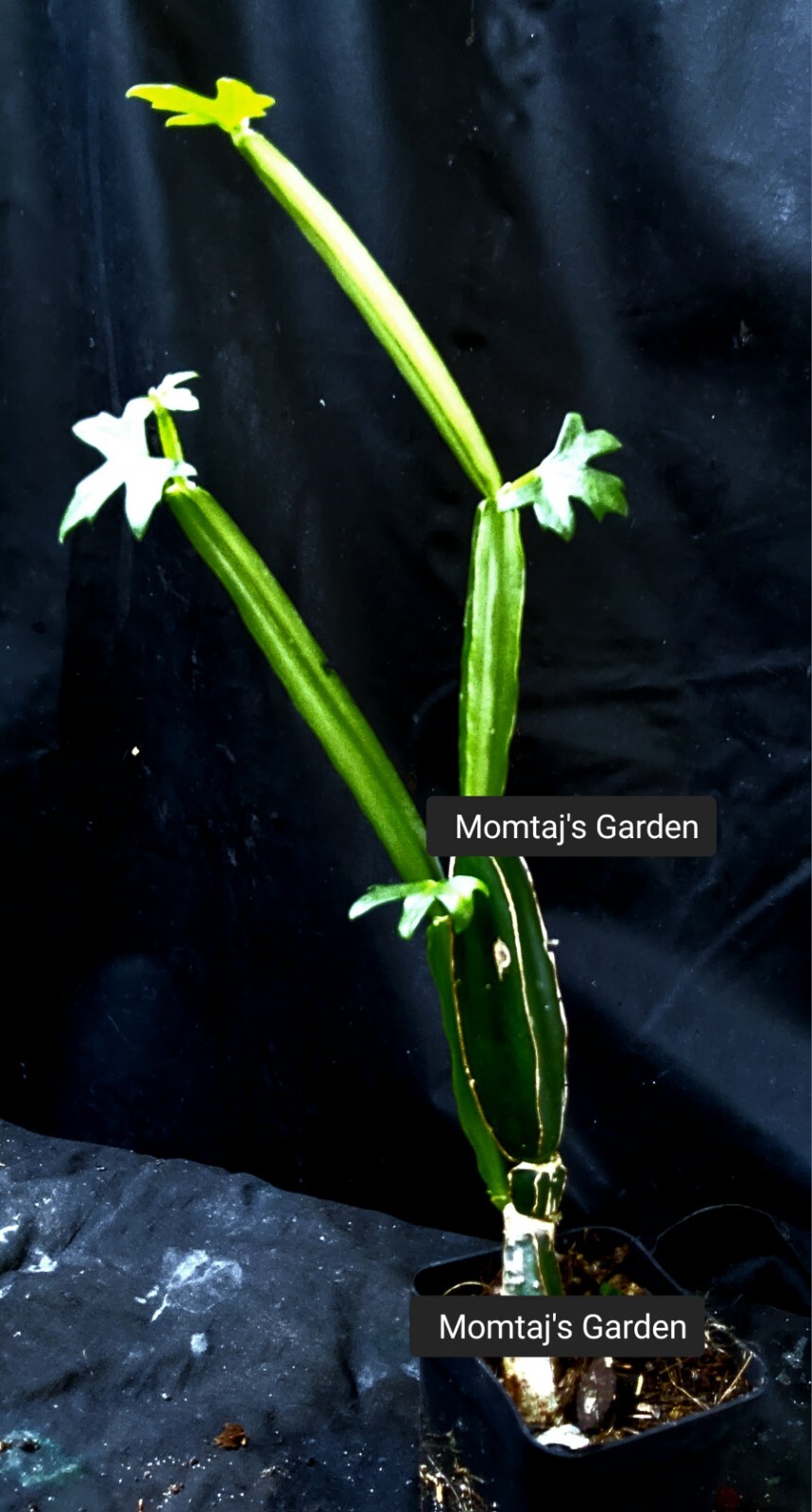 Hadjod, Devil’s Backbone, Veld Grape-CISSUS Quadrangularis Rear ...