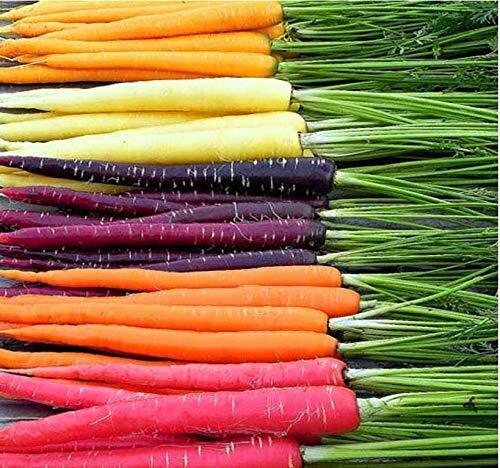 RAINBOW MIX CARROT SEEDS Heirloom Rainbow Mix Carrot Seeds Colorful ...