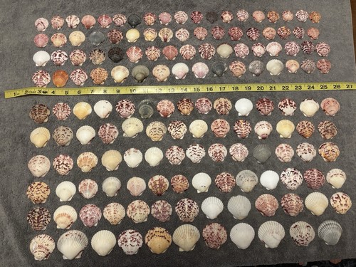 150 Sanibel Island Scallop Shells! Various Sizes And Colors!!! | eBay