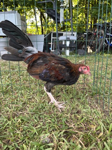 Kelso/roundhead 3 Months Old Hatching ,Eggs american gamefowl, poultry ...