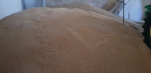 (30) Futter-Weizen, lose Ware / 50kg - Ernte 2025 / siehe Beschreibung ...