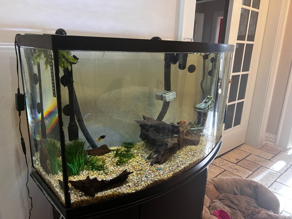 50-gallon bow-front aquarium, stand, and more $245 | eBay