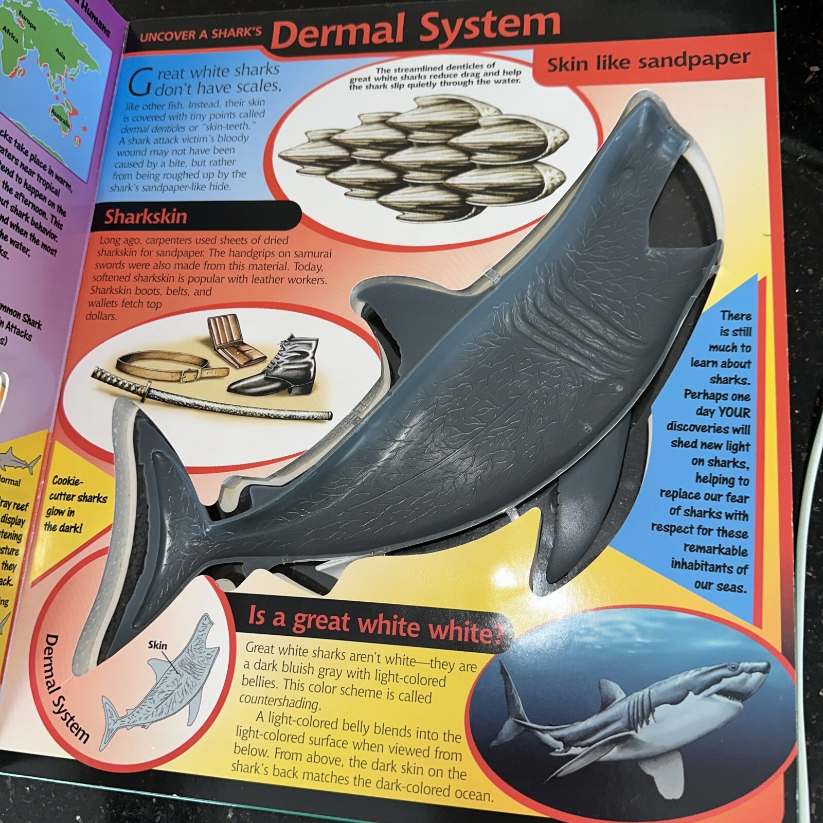 Uncover Bks.: Uncover a Shark by David George Gordon (2004, Hardcover ...