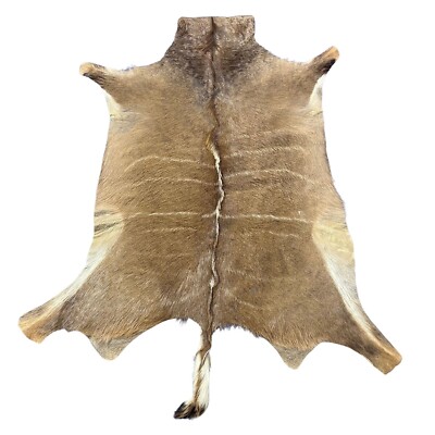 Kudu Skin Rug (Tail is 14") Real Greater Kudu Antelope Hide Size 69x59 ...