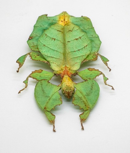 Leaf Insect -Phylliidae -Phyllium Giganteum (f) -Cameron Highlands, M ...